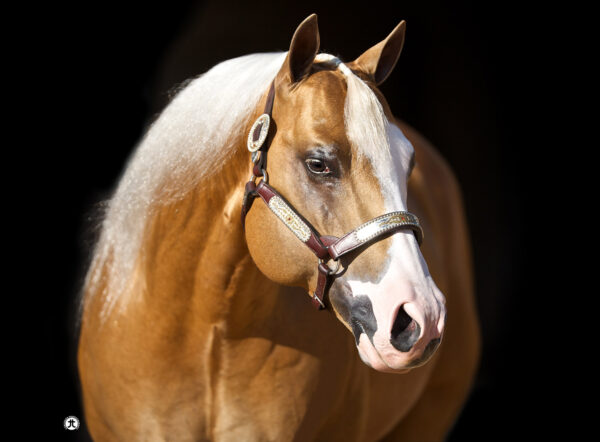 Modern Gun - Foals R Us