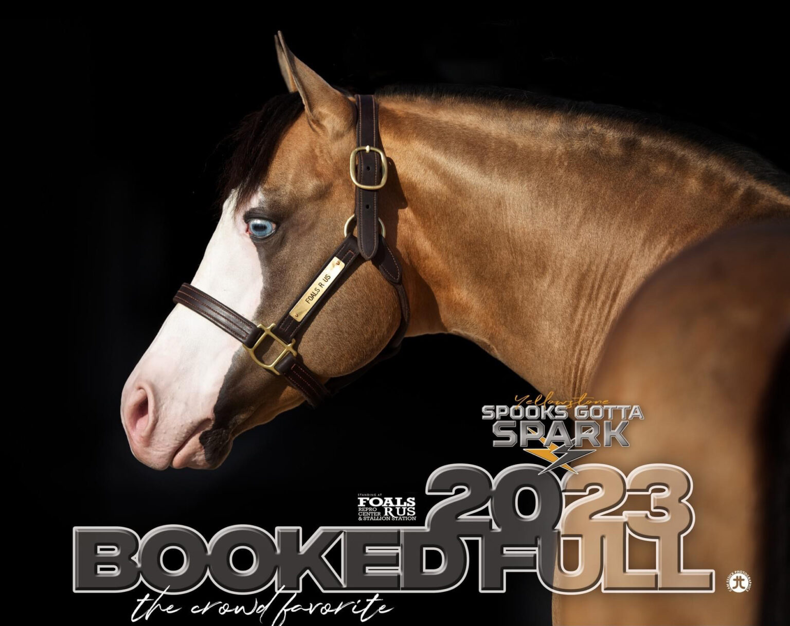 Spooks Gotta Spark - Foals R Us