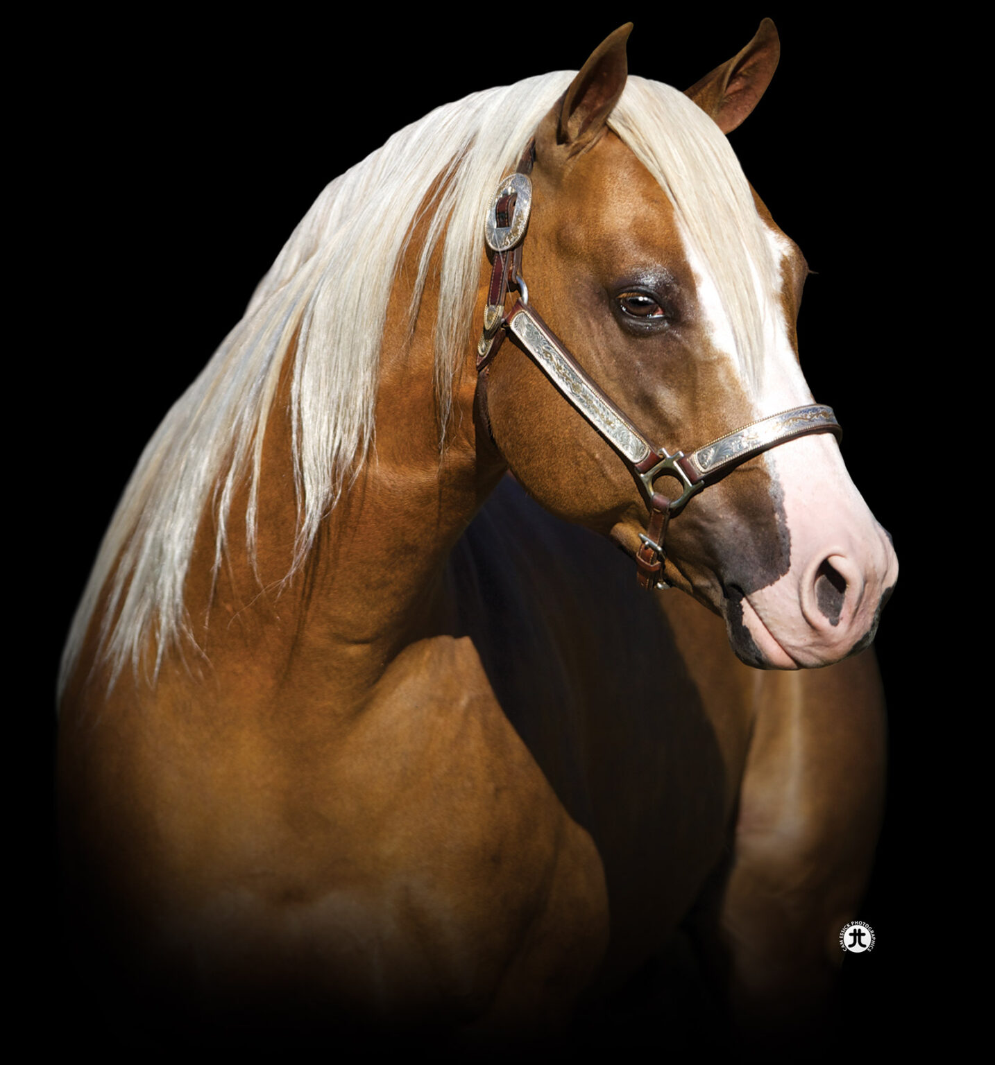 ARC Gunnabeabigstar - Foals R Us