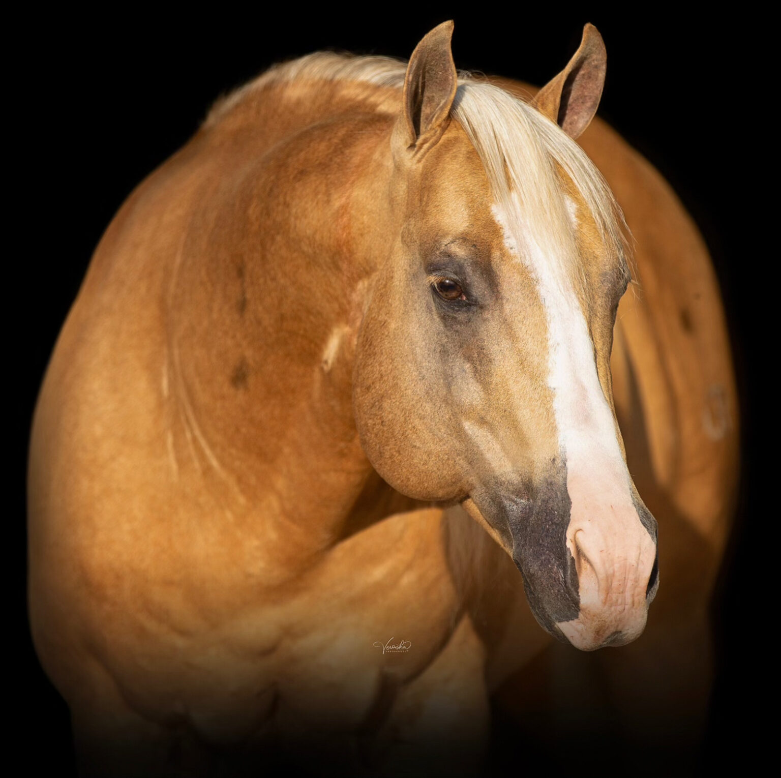 Wimpys Littlecolonel - Foals R Us