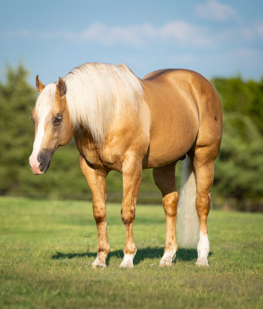 Wimpys Littlecolonel - Foals R Us