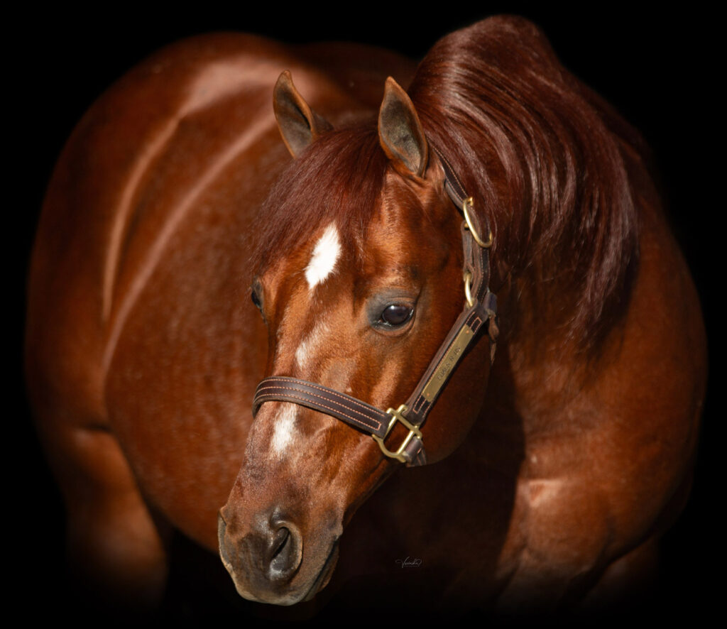 Electric Code - Foals R Us