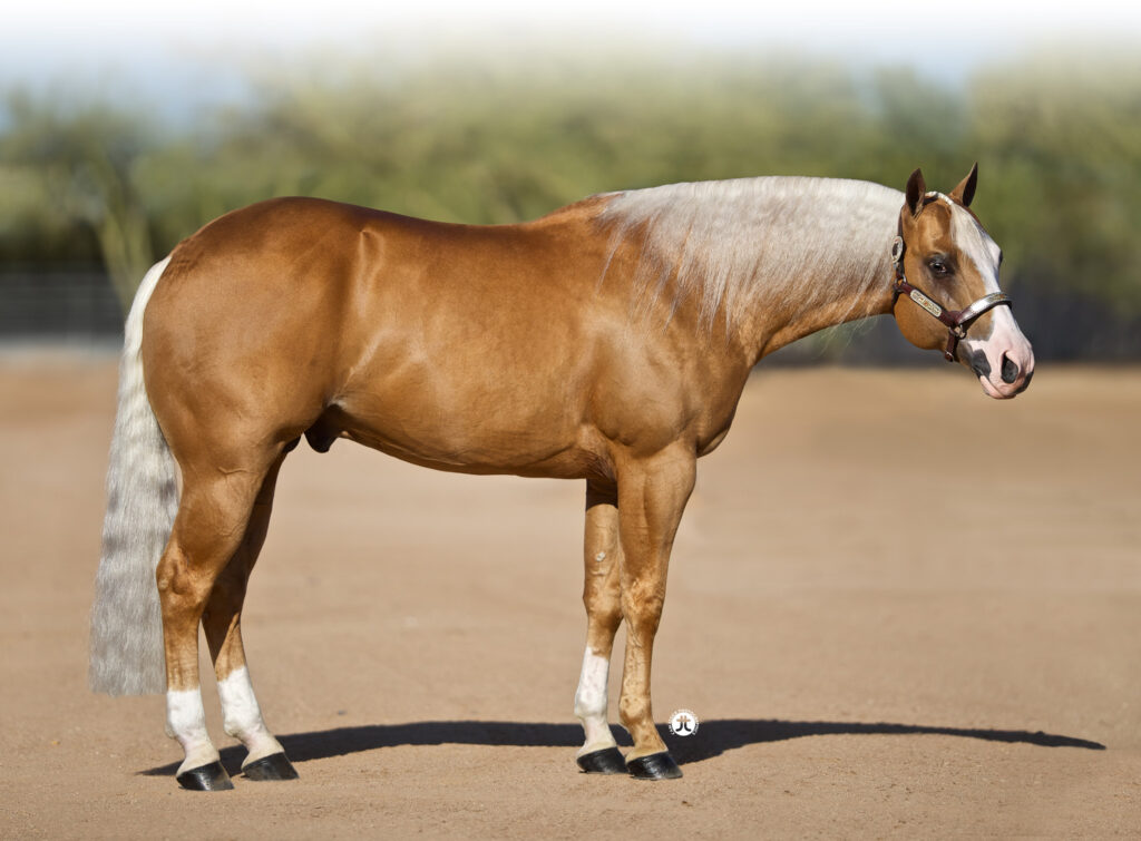 Modern Gun - Foals R Us