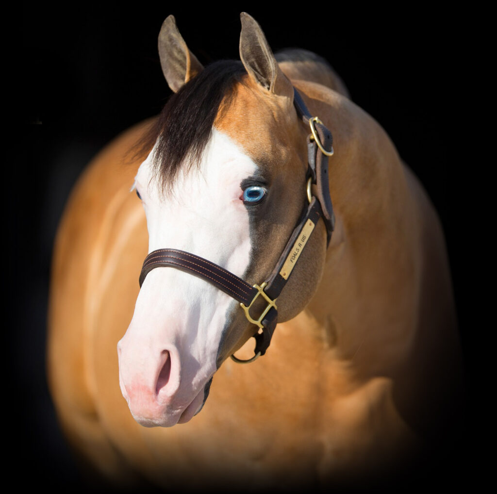 Spooks Gotta Spark - Foals R Us