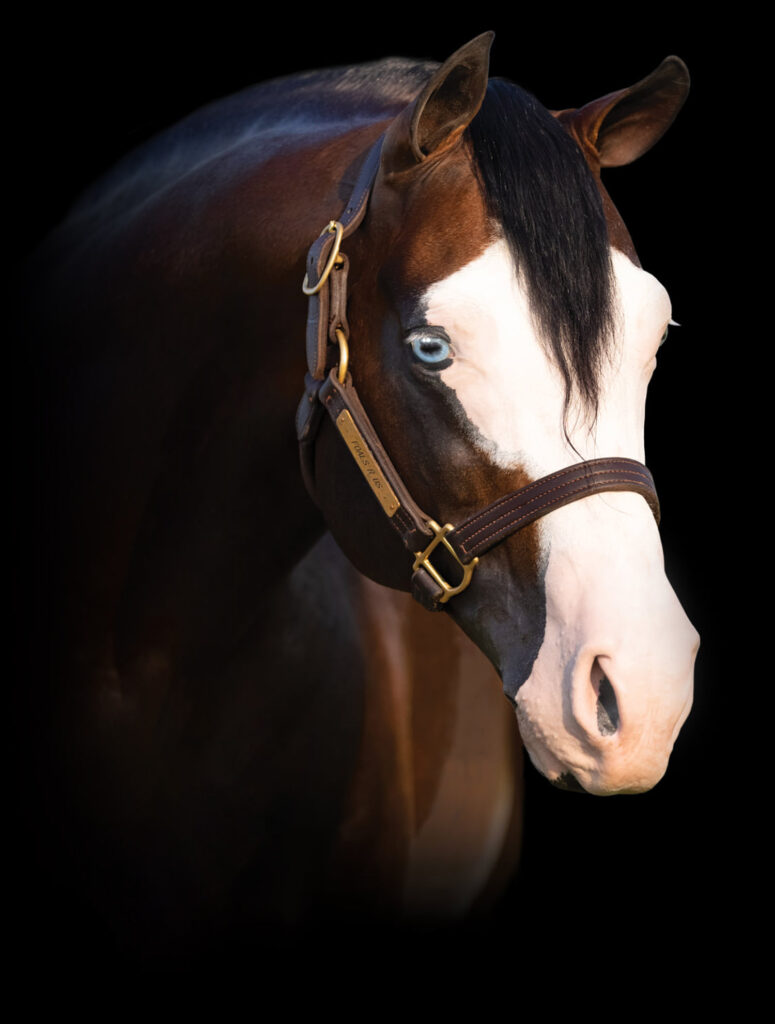 Tricked Out Spook - Foals R Us