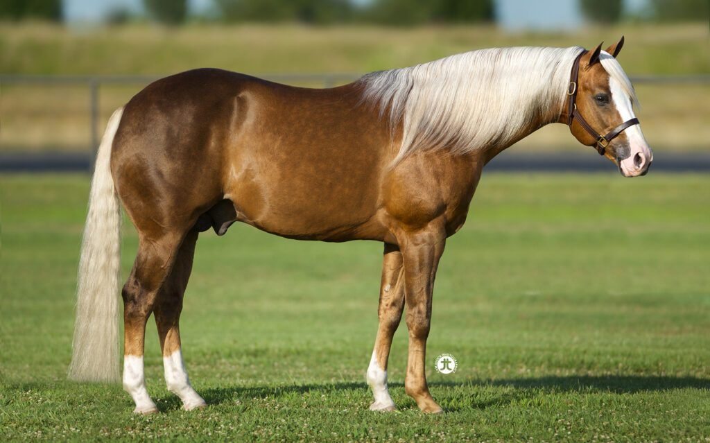 ARC Gunnabeabigstar - Foals R Us