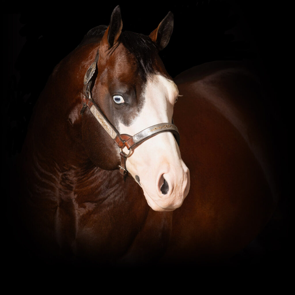 Magnums Custom Dream - Foals R Us