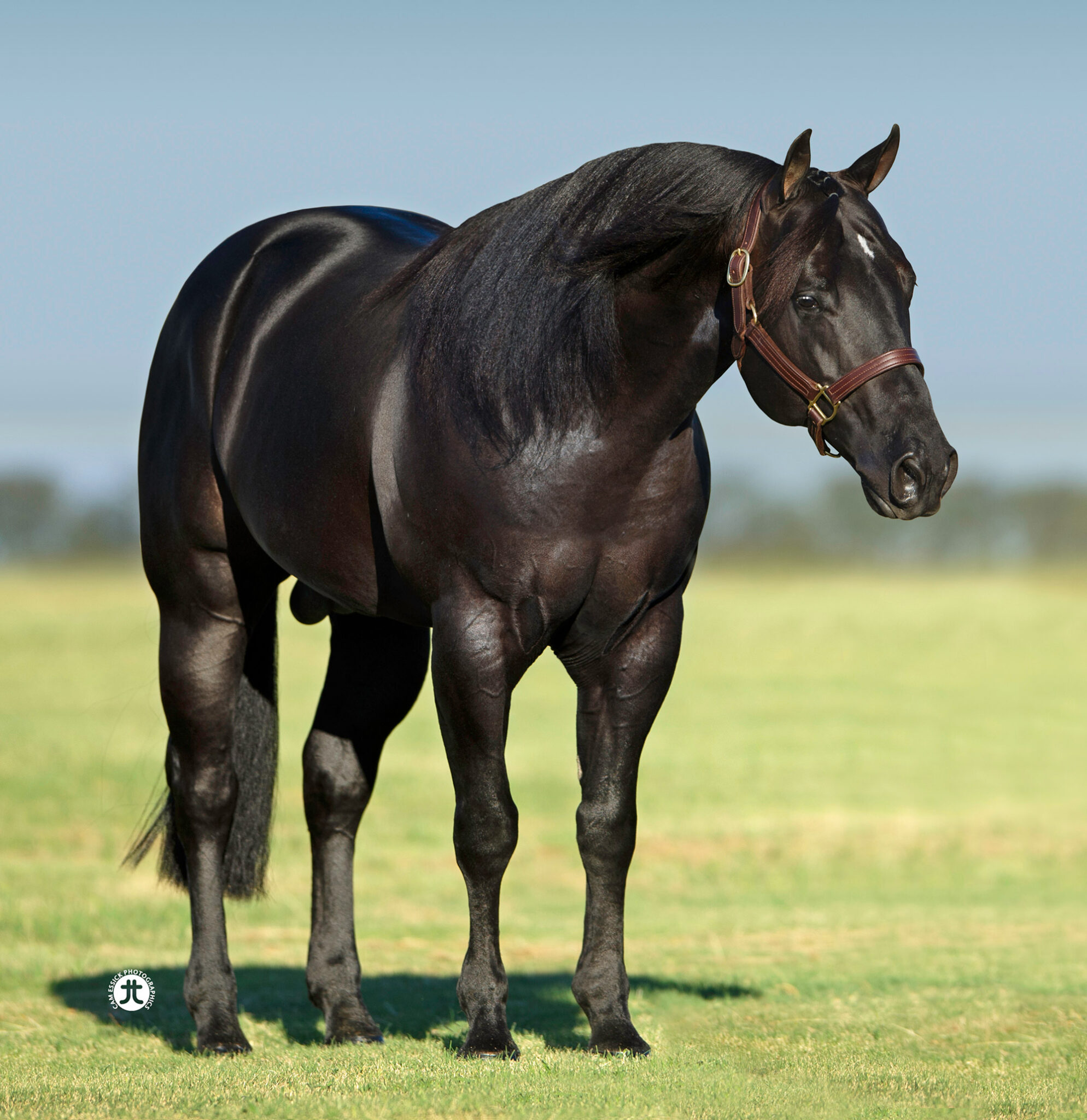 A Vintage Smoke - Foals R Us