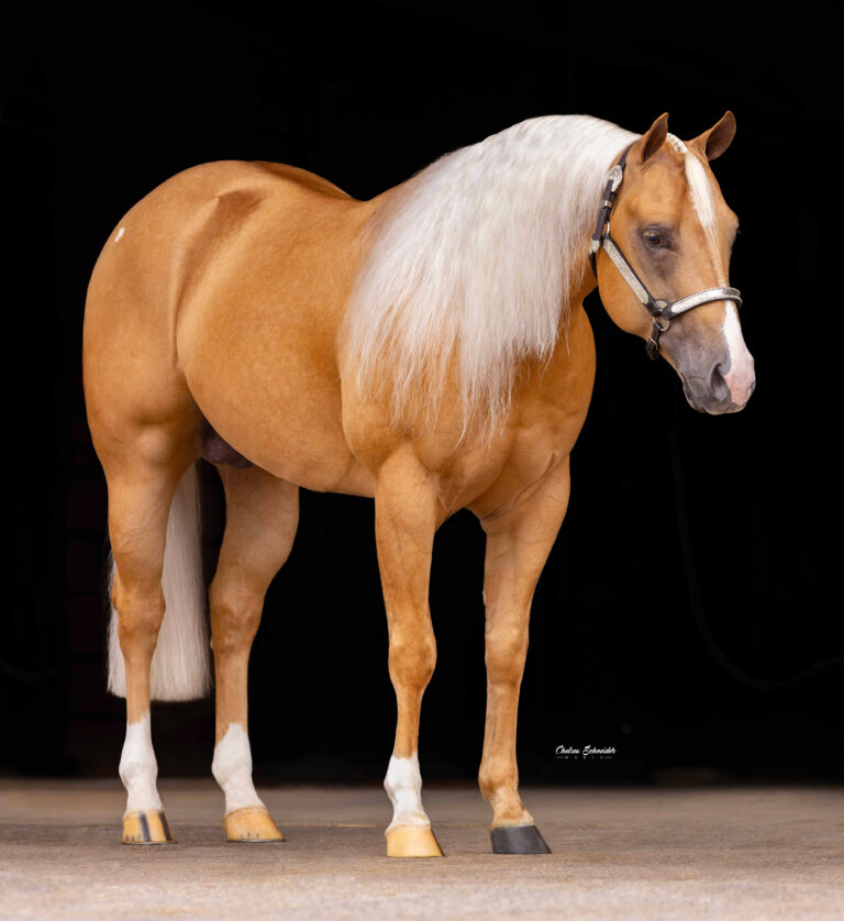 Headlinner - Foals R Us