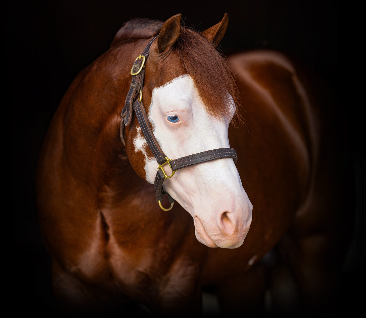 HS Marshal - Foals R Us