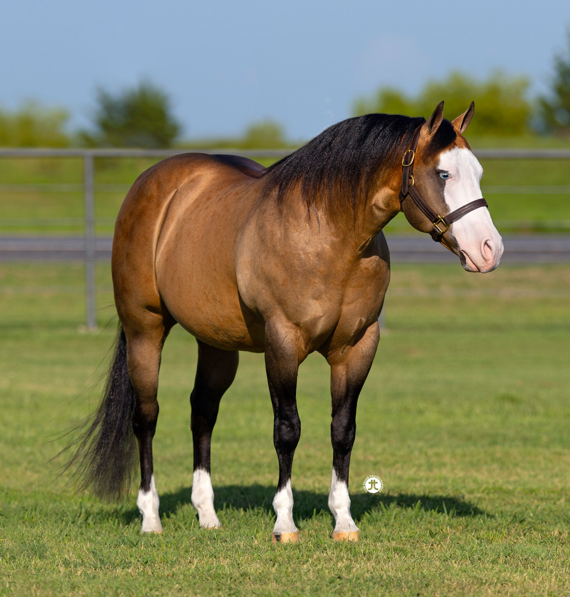 Spooks Gotta Spark - Foals R Us