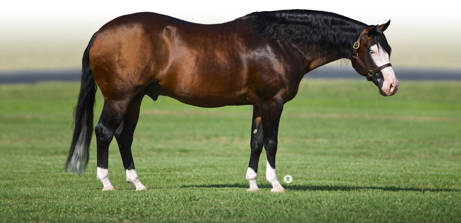 Tricked Out Spook - Foals R Us