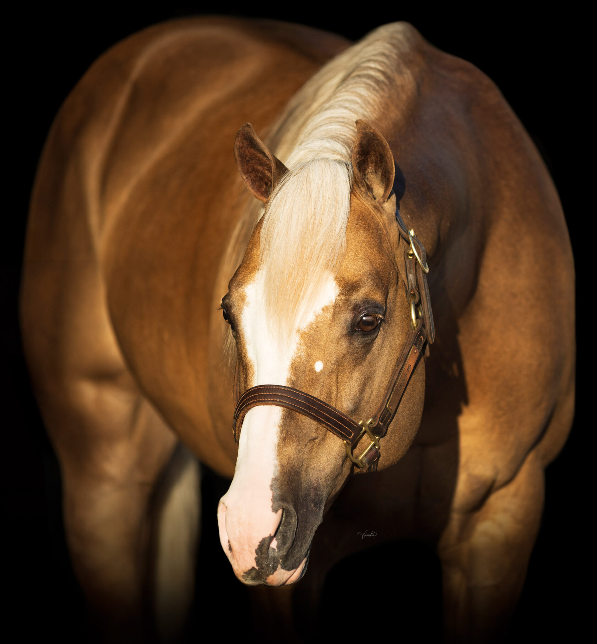 ARC Gunnabeabigstar - Foals R Us