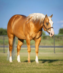 Modern Gun - Foals R Us