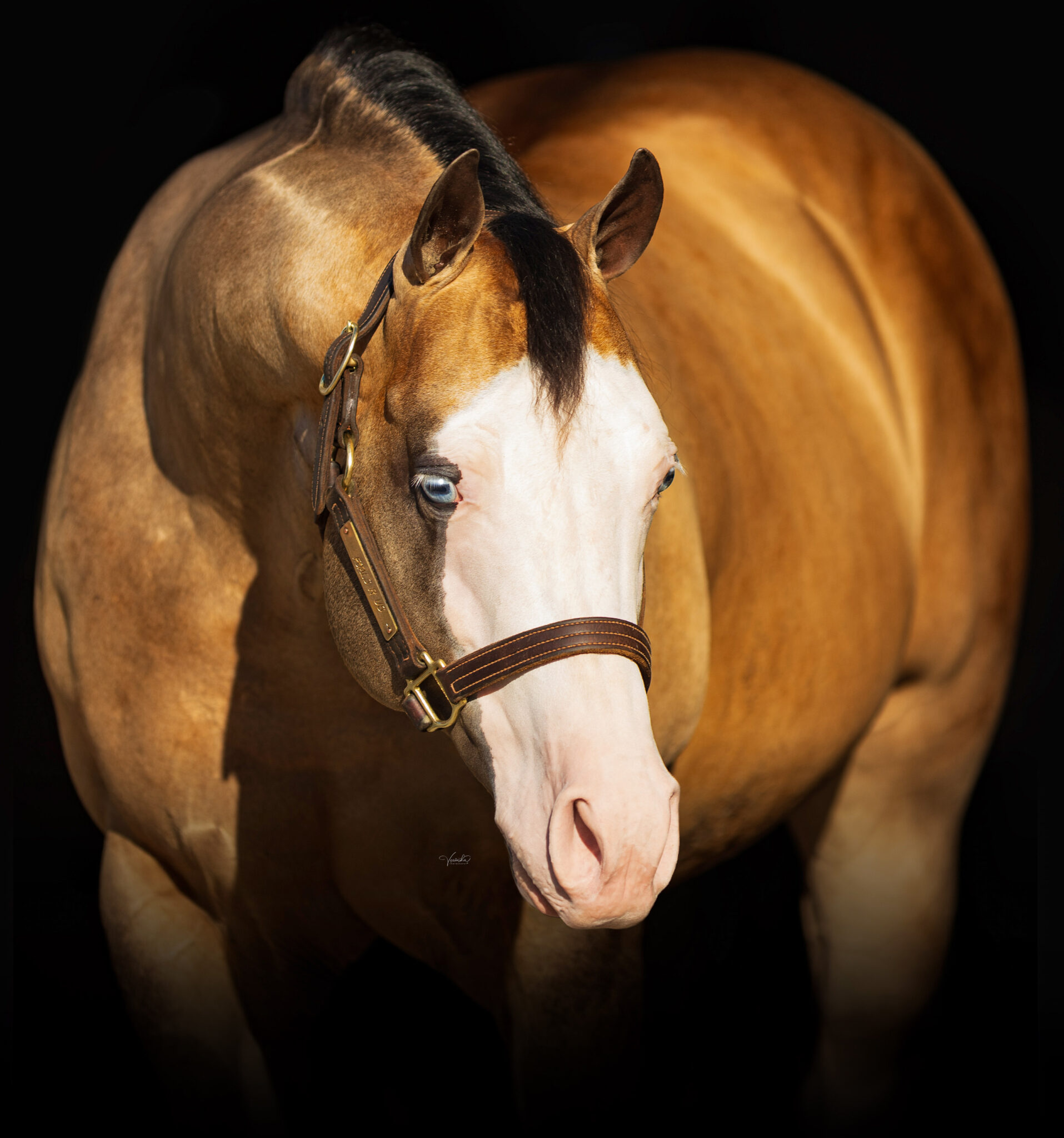 Spooks Gotta Spark - Foals R Us