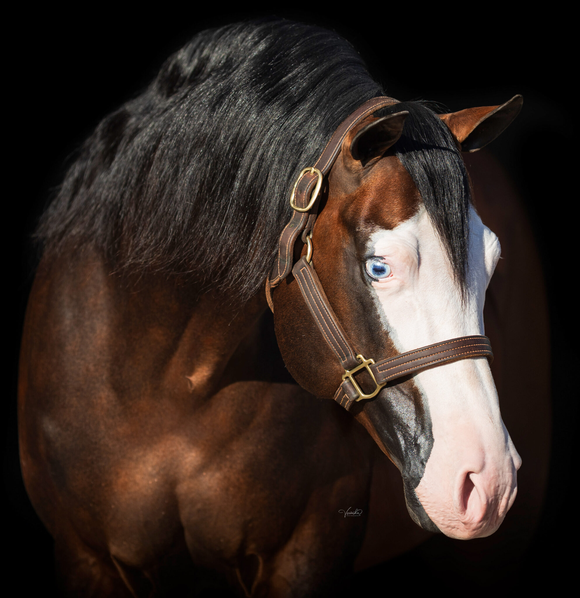 Tricked Out Spook - Foals R Us