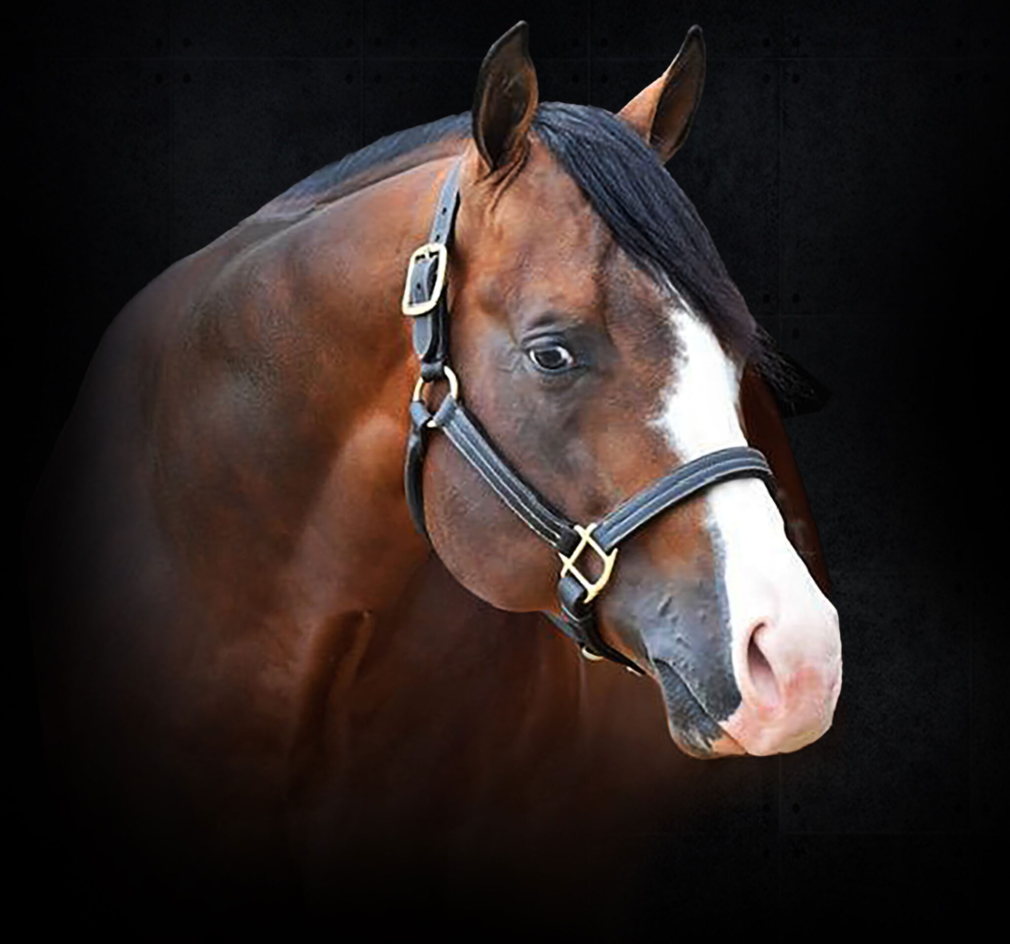 Luckie Moonstone - Foals R Us